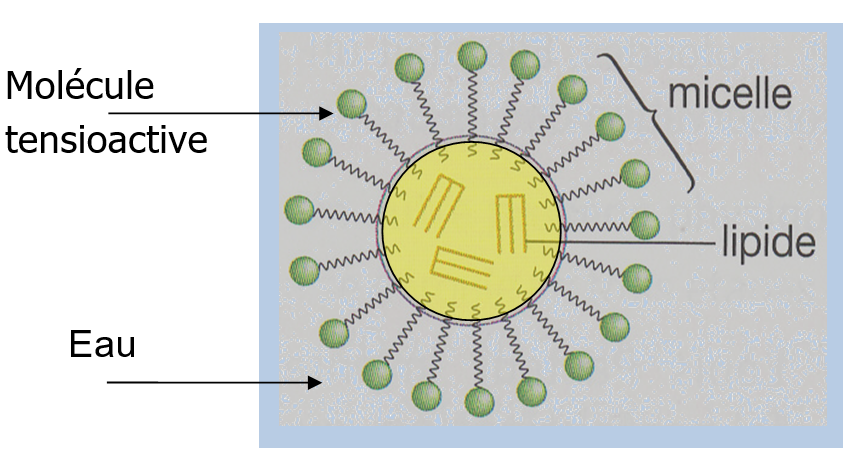 1Spé – Chap 6 : De la structure des entités à la cohésion et à la ...