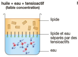 1Spé – Chap 6 : De la structure des entités à la cohésion et à la ...