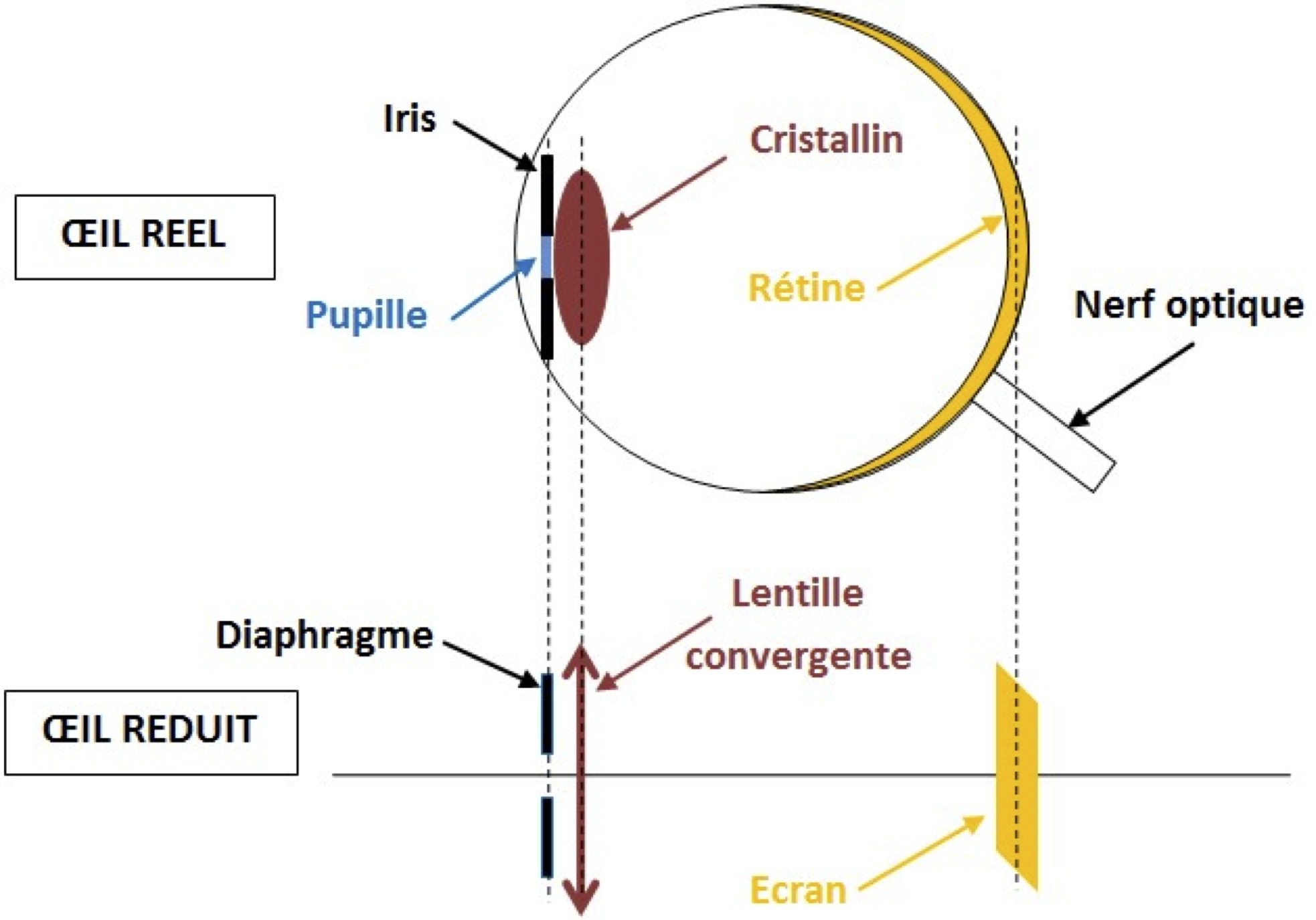1ère Spé – Chapitre 18 : Lentilles minces convergentes et images – Tube ...